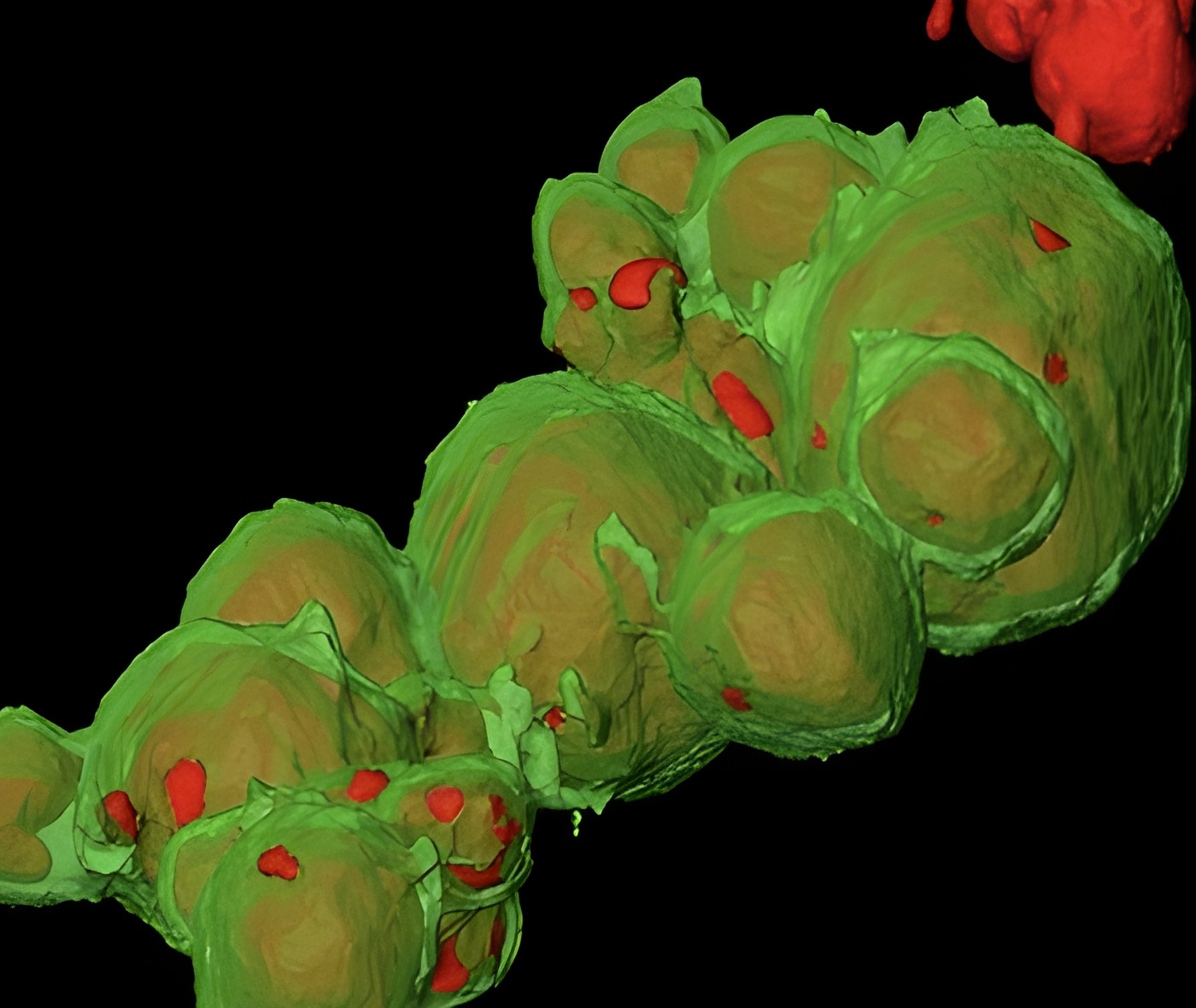 Unveiling the Art of False Coloring in Scientific Imaging